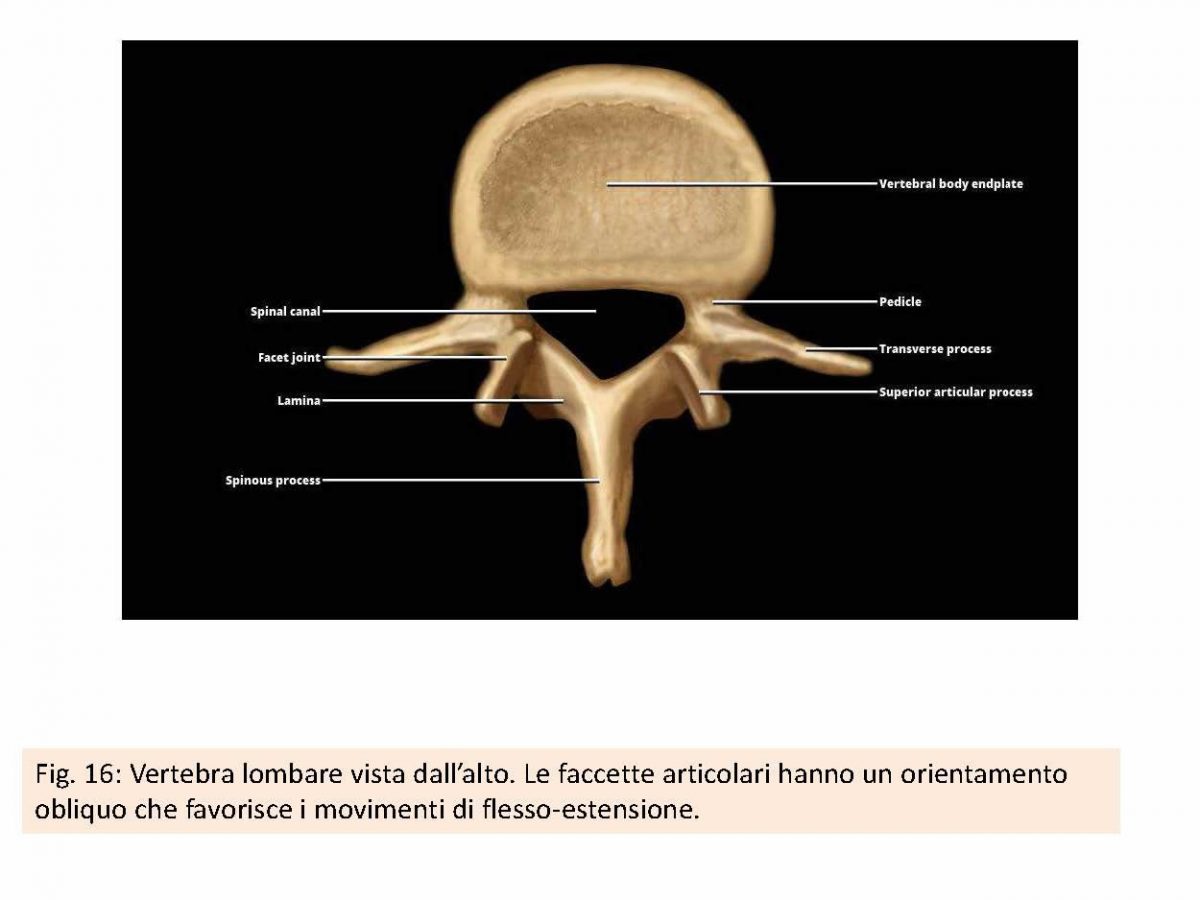 colonnavertebrale.pro | ANATOMIA
