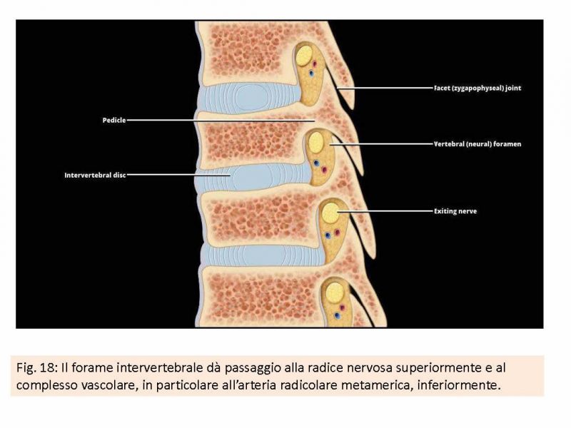 colonnavertebrale.pro | ANATOMIA
