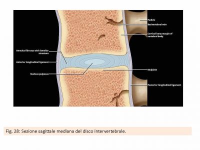 colonnavertebrale.pro | ANATOMIA